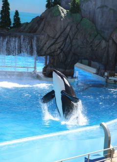 Bonding With My Kids At SeaWorld® - City Girl Gone Mom