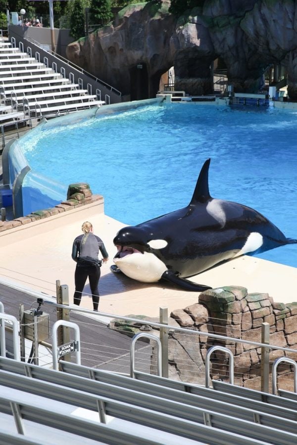 Bonding With My Kids At SeaWorld® - City Girl Gone Mom