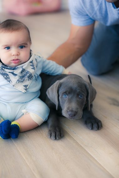 Team Labrador: Our Perfect Family Match - City Girl Gone Mom